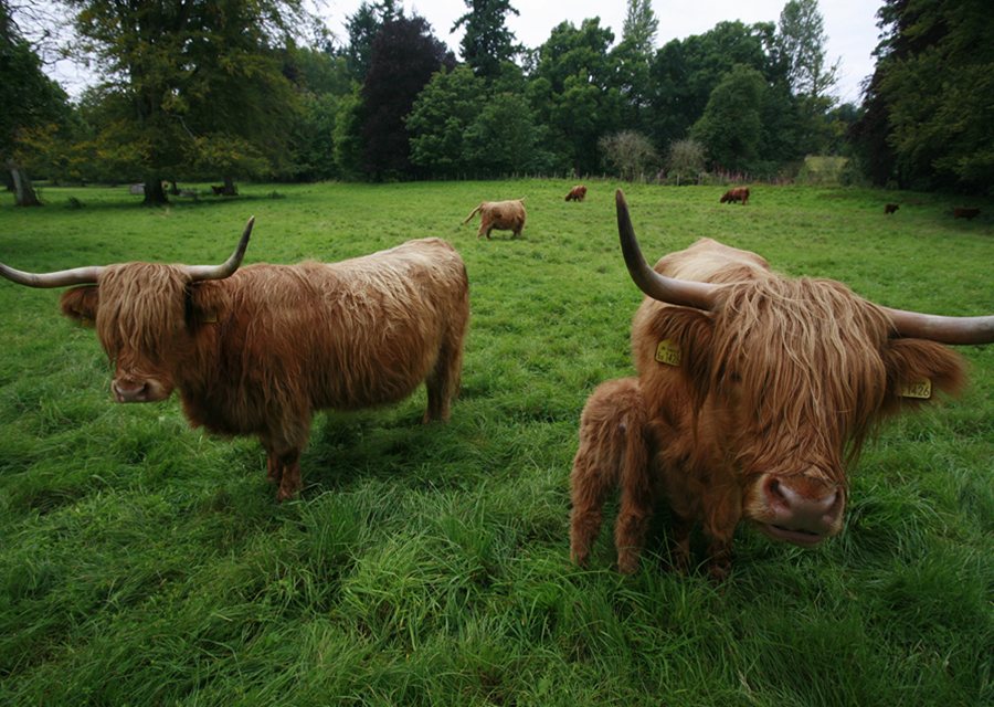 Angus And Dundee Travel Guide - Discover the best time to go, places to ...